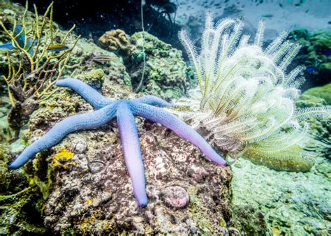 Sea Lily