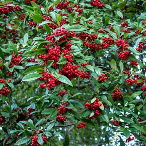 Emerald Beauty Cotoneaster Cotoneaster × Suecicus Osucot2 Plant