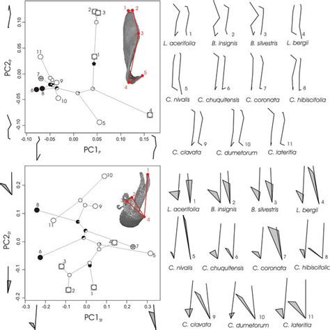 The Strength Of Ontogenetic Allometry In Units Of Procrustes Distance Download Scientific