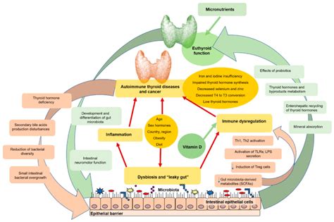 Promising Treatment Options For Hashimotos Thyroiditis Ask The Nurse Expert