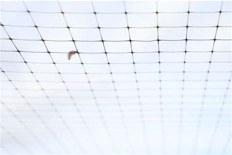 Bird Proofing Spiking And Netting Liverpool Pest Controls