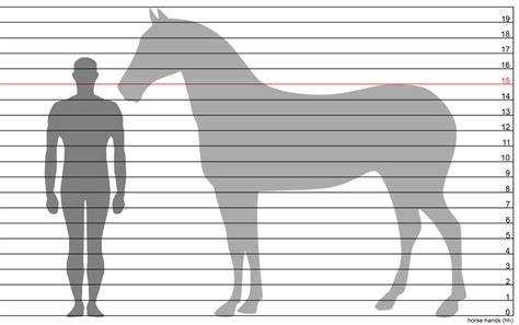 Height Aviqos