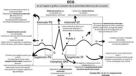 Despolarización Del Corazón
