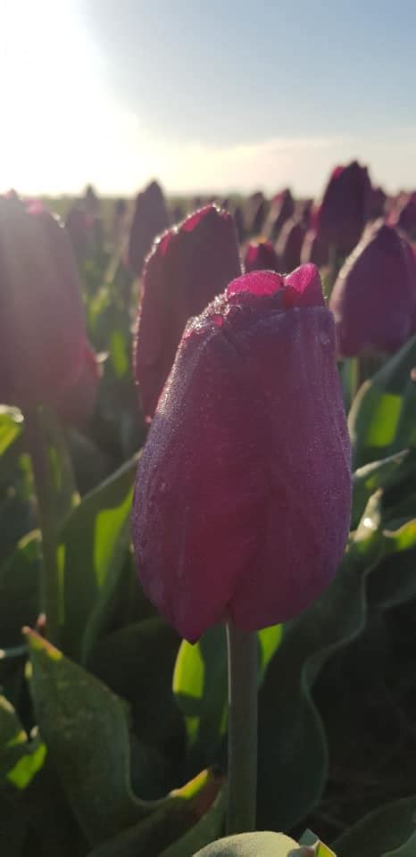 Mulder Tulips Roeska 🌷 Nieuw In Ons Sortiment Roeska Facebook