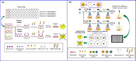 Schematic Diagram Of The Multiplex Chemiluminescence Immunoassay Clia