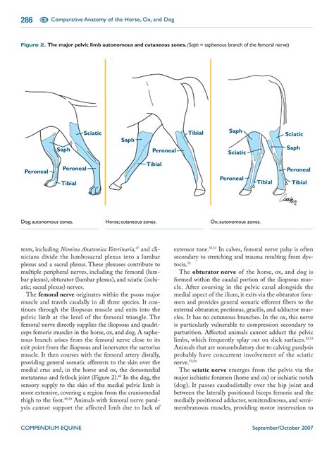 Comparative Anatomy Pdf