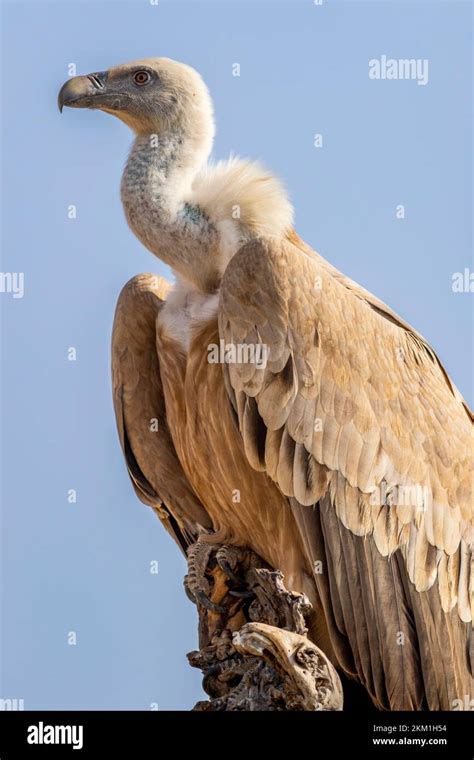 Gyps Fulvus Or Griffon Vulture Or Eurasian Griffon Closeup Or Portrait