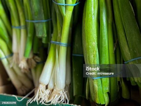 농장 상점 농산물 디스플레이 고무 밴드로 묶인 봄 양파 다발이 들어있는 판지 트레이 상자의 전체 프레임 이미지 높은 전망 0명에 대한 스톡 사진 및 기타 이미지 Istock