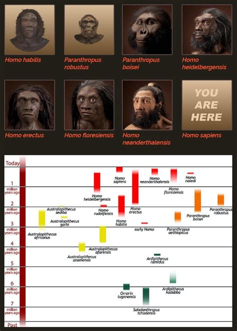 The Origin Of Homo Sapiens And Timeline Of Human Evolution