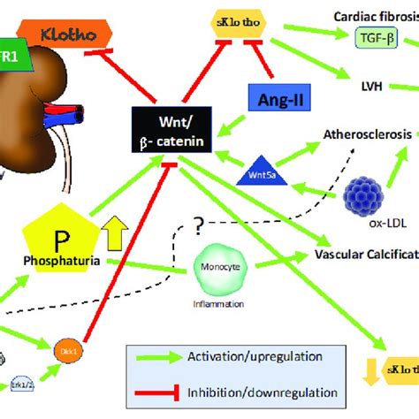 Pdf Klothofgf23 And Wnt Signaling As Important Players In The