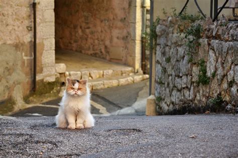 Free Photo Grumpy Cat Grumpy Cat Kitty Free Image On Pixabay 290861