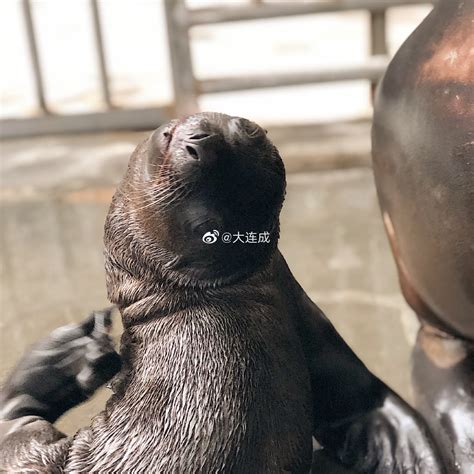 圣亚海洋世界首例诞生加州海狮宝宝满月
