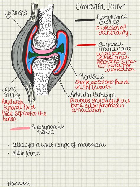 A Place To Find Hints Tips And Ask Questions Basic Synovial Joint