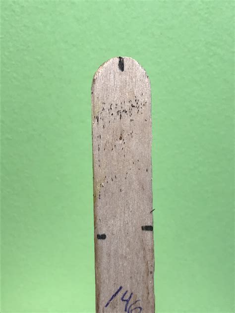 Mosquito Eggs Detection Object Detection Dataset And Pre Trained Model