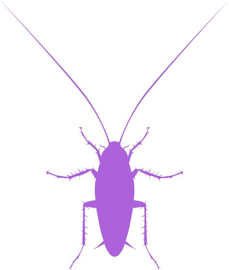 Cockroach Png Png Images 200
