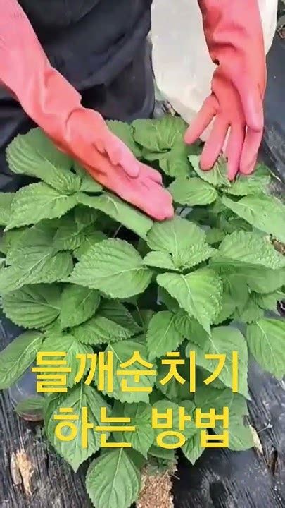 들깨 순치는 방법 Youtube