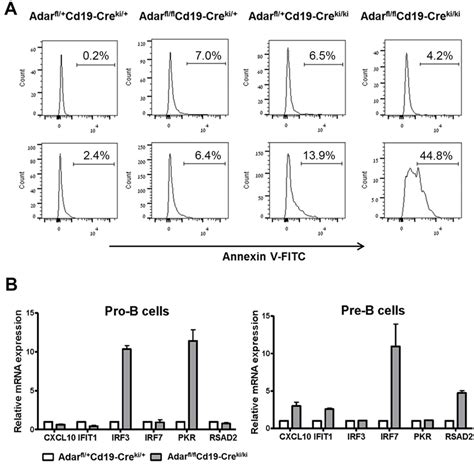 Cd19 Cre Dependent Disruption Of Adar Leads To Apoptosis And Type I Download Scientific Diagram