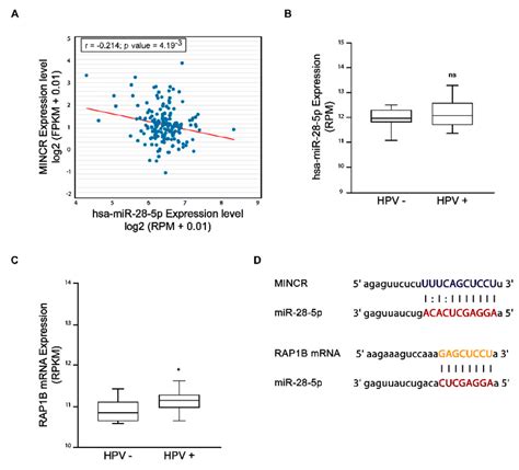 Bioinformatic Analysis For The Construction Of The Download Scientific Diagram
