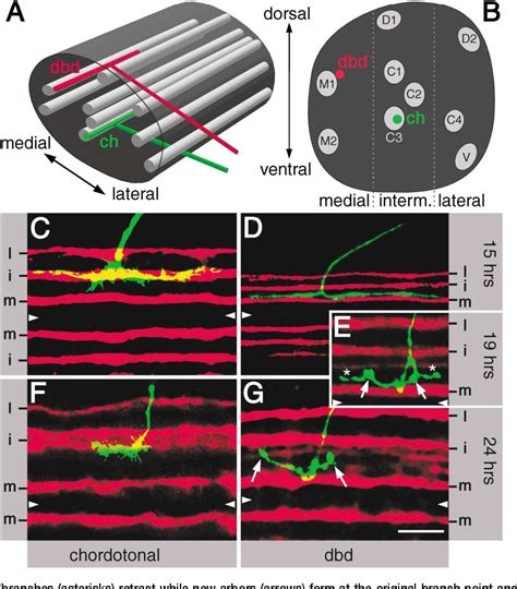 Figure 2 From Genetic Specification Of Axonal Arbors Atonal Regulates