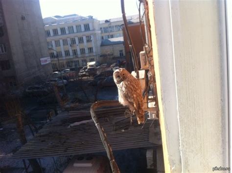 Сова с цепью на лапе Красноярск Пикабу