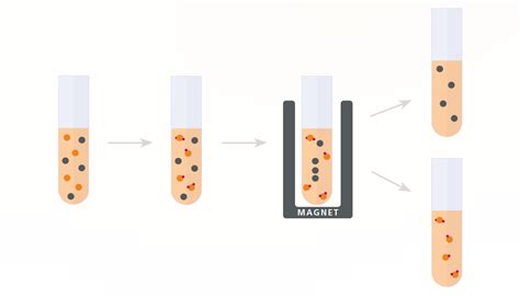 Positive Vs Negative Selection Immunomagnetic Cell Separation