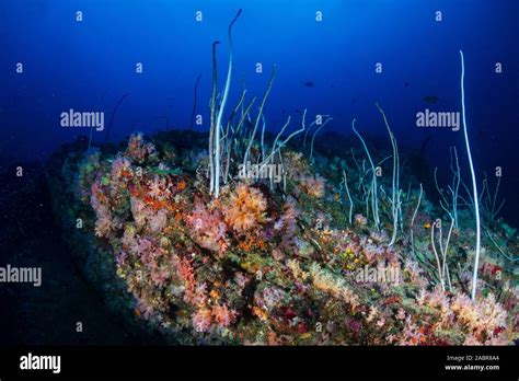 Beautiful Colorful Soft And Hard Corals On A Tropical Coral Reef Koh Bon Similan Islands