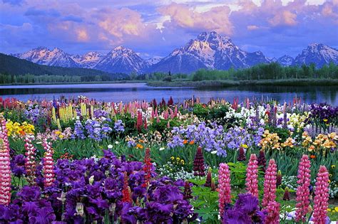 Wildflowers Wyoming Wallpaper Cloud Peak Skyway