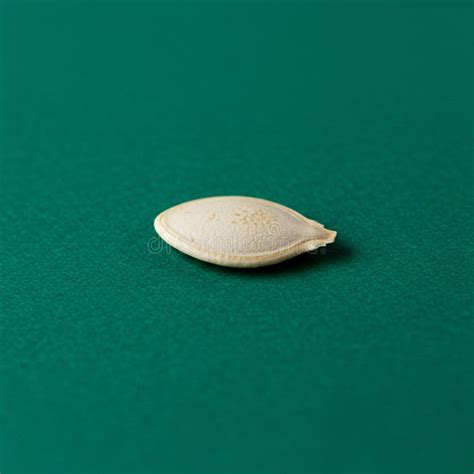 Single Oval Seeds Stock Illustrations 505 Single Oval Seeds Stock