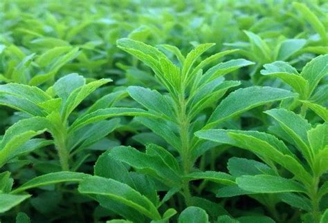 Wholesale Sweetener Organic Stevia Leaf Extract Powder