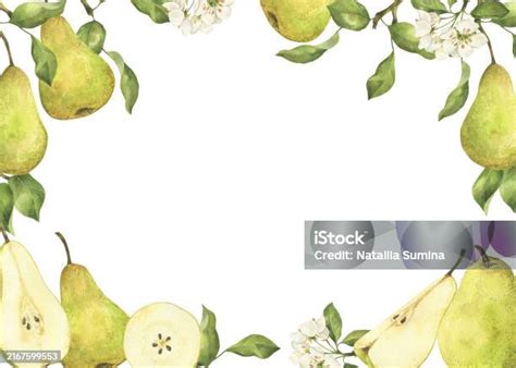 꽃과 나뭇잎 프레임 수채화 그림이 있는 녹색 배는 흰색에 고립되어 있습니다 손으로 그린 피는 과일 나무와 텍스트 복사 공간이 있는 슬라이스 레이블 템플릿 0명에 대한 스톡