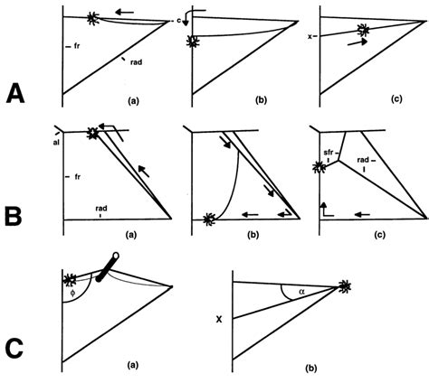 Attachment Of A Radius Thread To A Frame Thread In The Orb Of Araneus Download Scientific