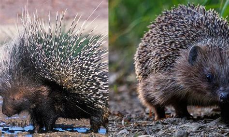 Porcupine Intriguing Facts About Africas Spiky Rodent