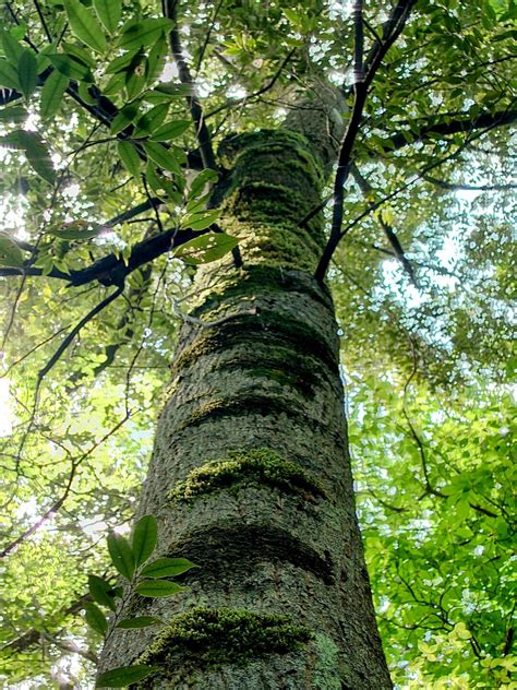 建部山 よっしー®さんの建部山・愛宕山・槙山の活動データ Yamap ヤマップ