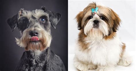 Ultimate Guide To Shih Tzu Schnauzer Mix Best 20 Things You Need To