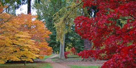 Tree Surveys In Buckinghamshire The Whole Tree Company