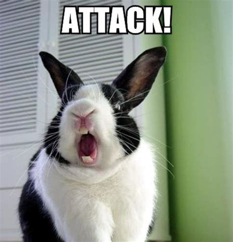 Rabbit Behaviour Explained At Ben Debra Blog