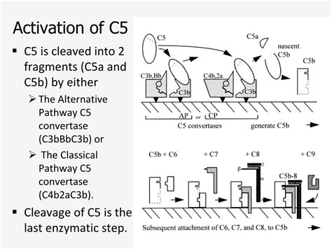 Ppt The Complement System Powerpoint Presentation Free Download Id 1976705