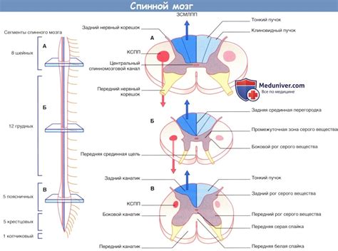 Спинной мозг в разрезе рисунок с подписями