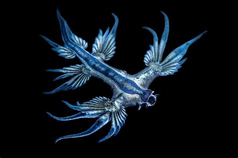 Australias Blue Dragons Are Stunning Blue Dragon Glaucus