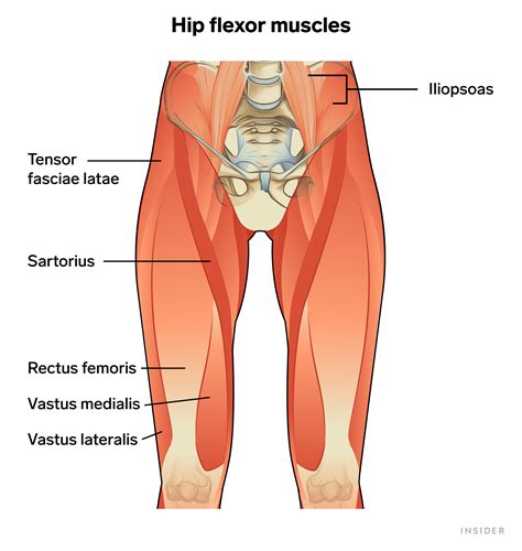 Torn Hip Flexor Psoas Injuries In Runners Signs Symptoms And Treatments Zak Willis