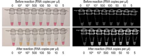 Lamp Sars Cov Test National Institute Of Chemistry