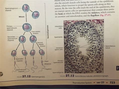 10 4histology Of Mf Repro Flashcards Quizlet