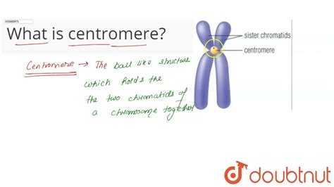 Centromere Definition