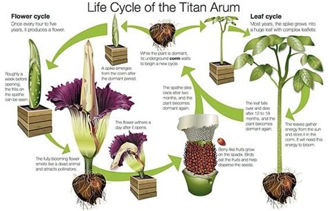 Til That Rafflesia Arnoldii Found In The Rainforests Of Sumatra Produces The Worlds Largest