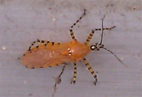 Sycamore Assassin Bug What S That Bug