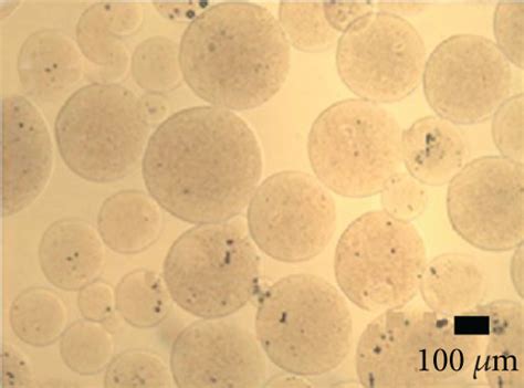 Optical Micrographs Of Alginate Microcapsules Produced With Different Download Scientific