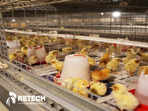 How Temperature Affects Brooding Chicks！ Retech Farming