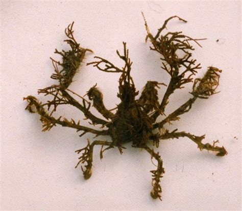 Oregonia Gracilis Alchetron The Free Social Encyclopedia
