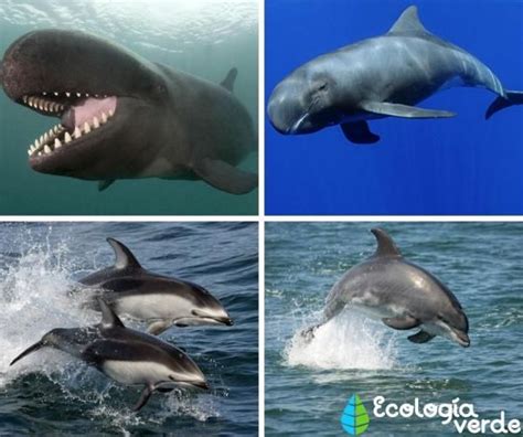 25 Animales De La Costa Peruana Nombres Y Fotos