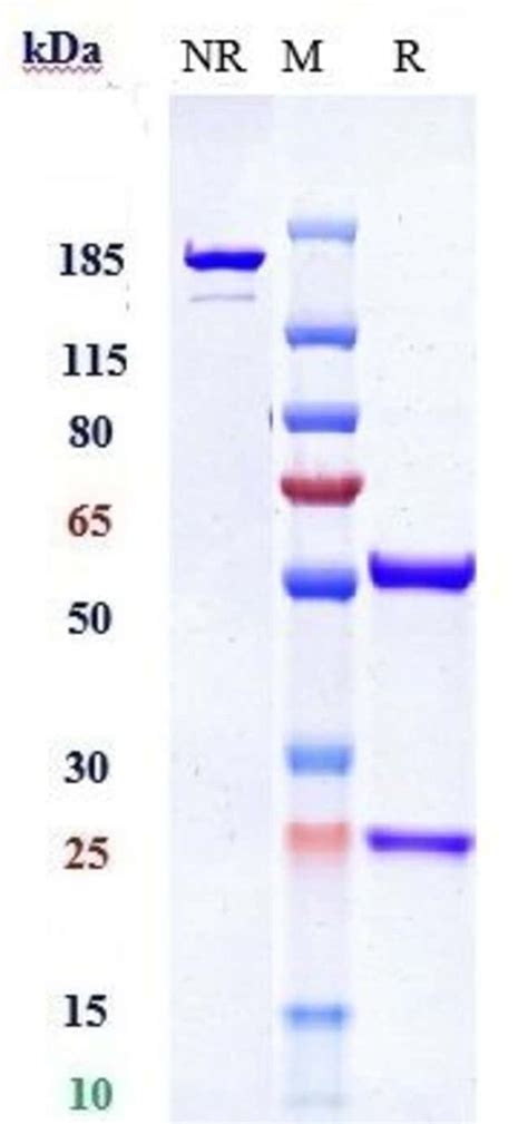 Invitrogen Pdgfrb Cd140b Biosimilar Recombinant Monoclonal Antibody